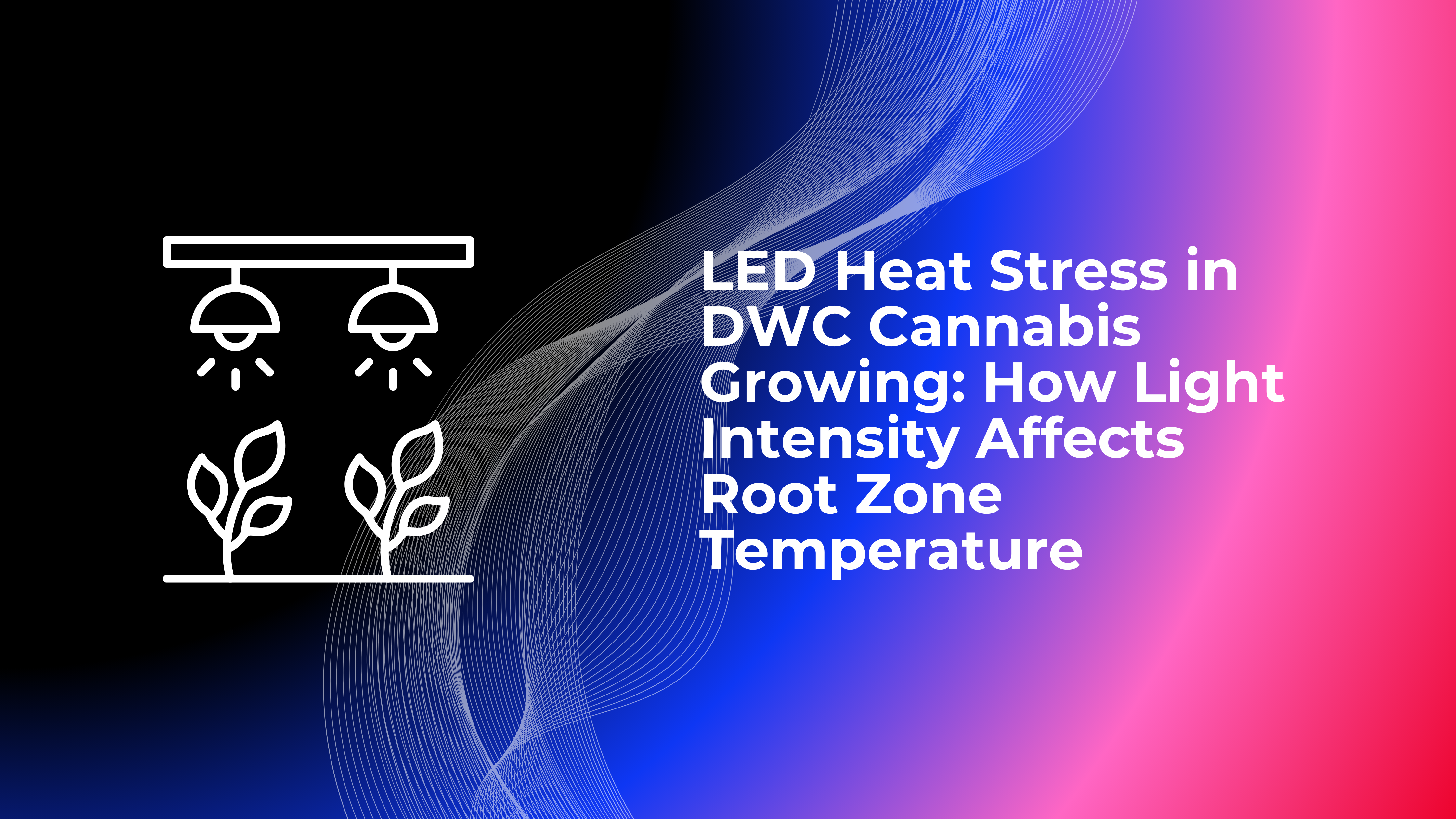 LED Heat Stress in DWC Cannabis Growing: How Light Intensity Affects R ...